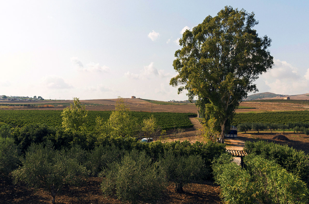 Cantine Colomba Bianca... “Le uve raccontano” la meravigliosa storia ...